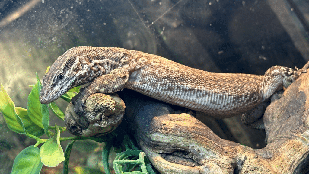 13 Beginner-Friendly Pet Lizards for Reptile Lovers - Gomine Official