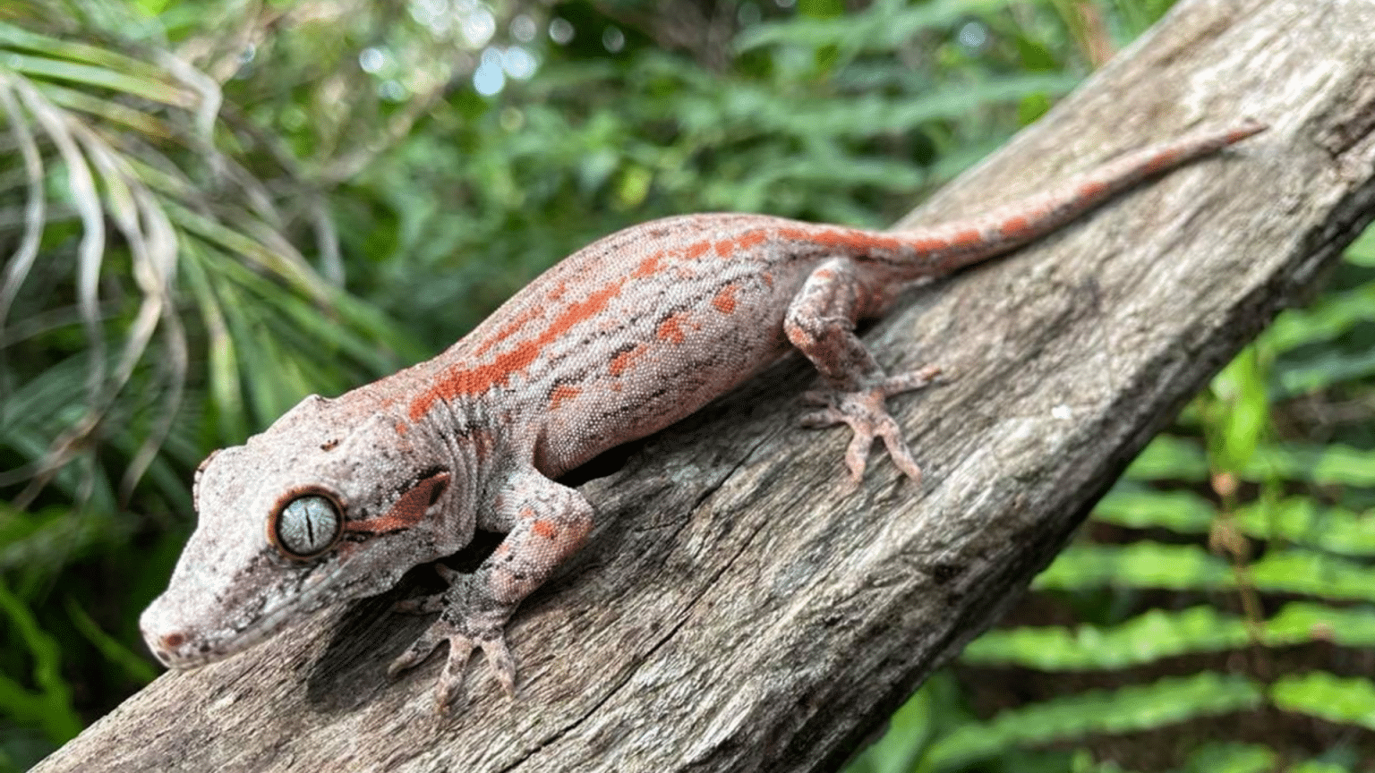 13 Beginner-Friendly Pet Lizards for Reptile Lovers - Gomine Official