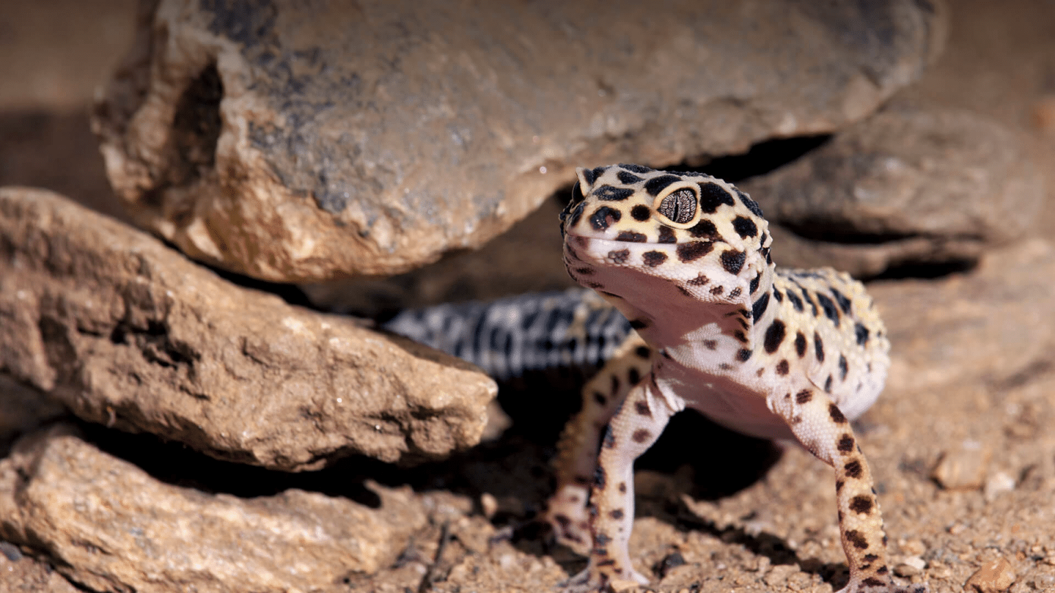 13 Beginner-Friendly Pet Lizards for Reptile Lovers - Gomine Official