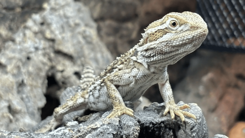 13 Beginner-Friendly Pet Lizards for Reptile Lovers - Gomine Official