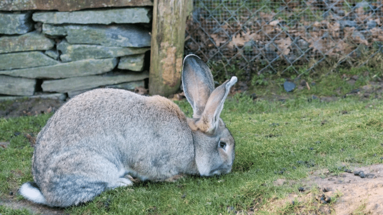 Continental Giant Rabbit: Breed, Care & Standards - Gomine Official