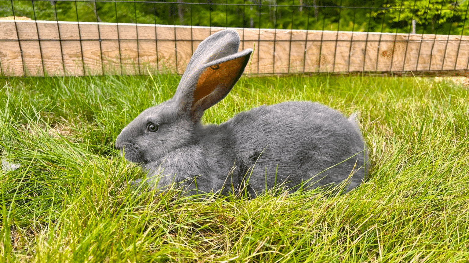 Continental Giant Rabbit: Breed, Care & Standards - Gomine Official