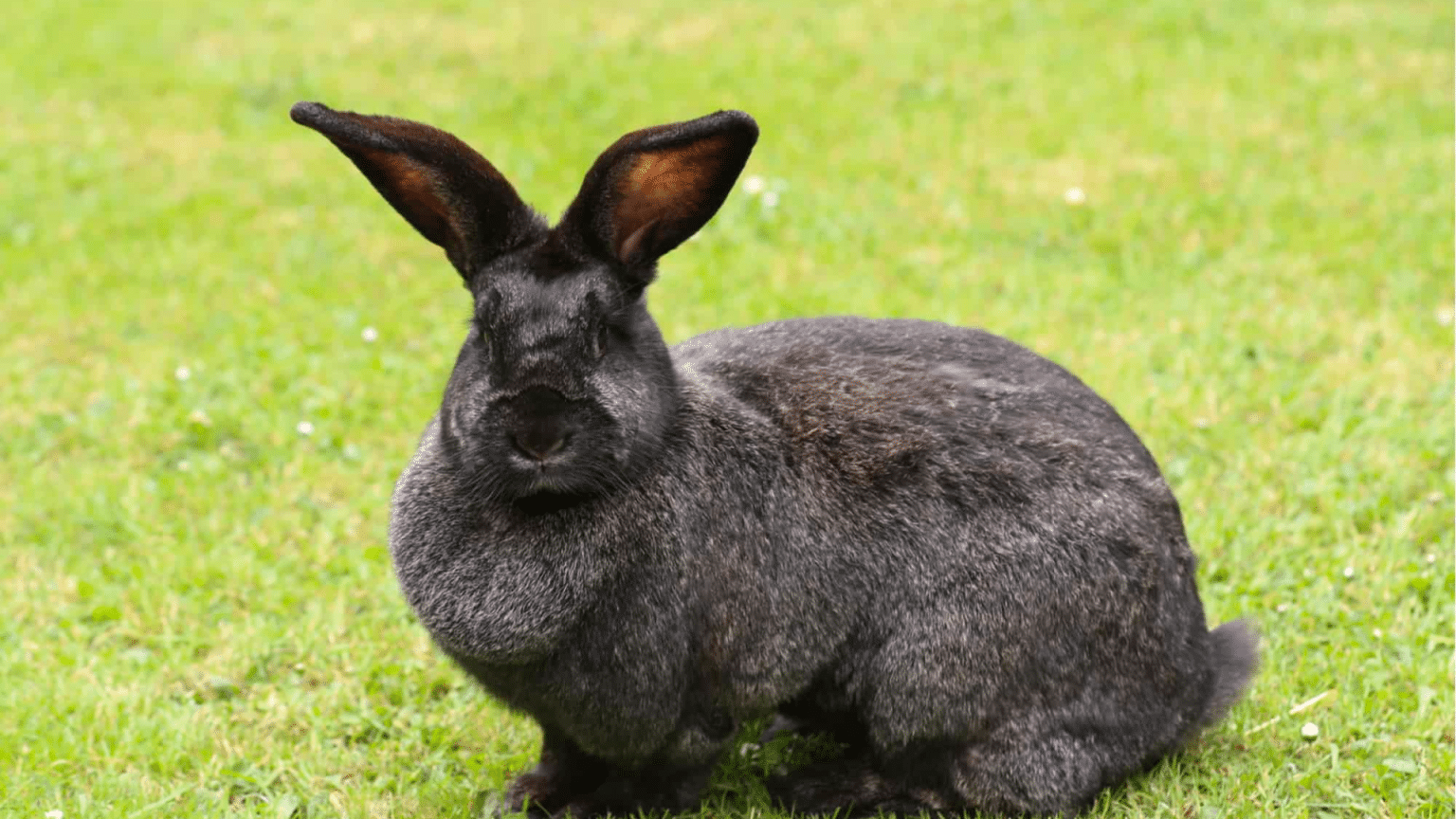 Continental Giant Rabbit: Breed, Care & Standards - Gomine Official
