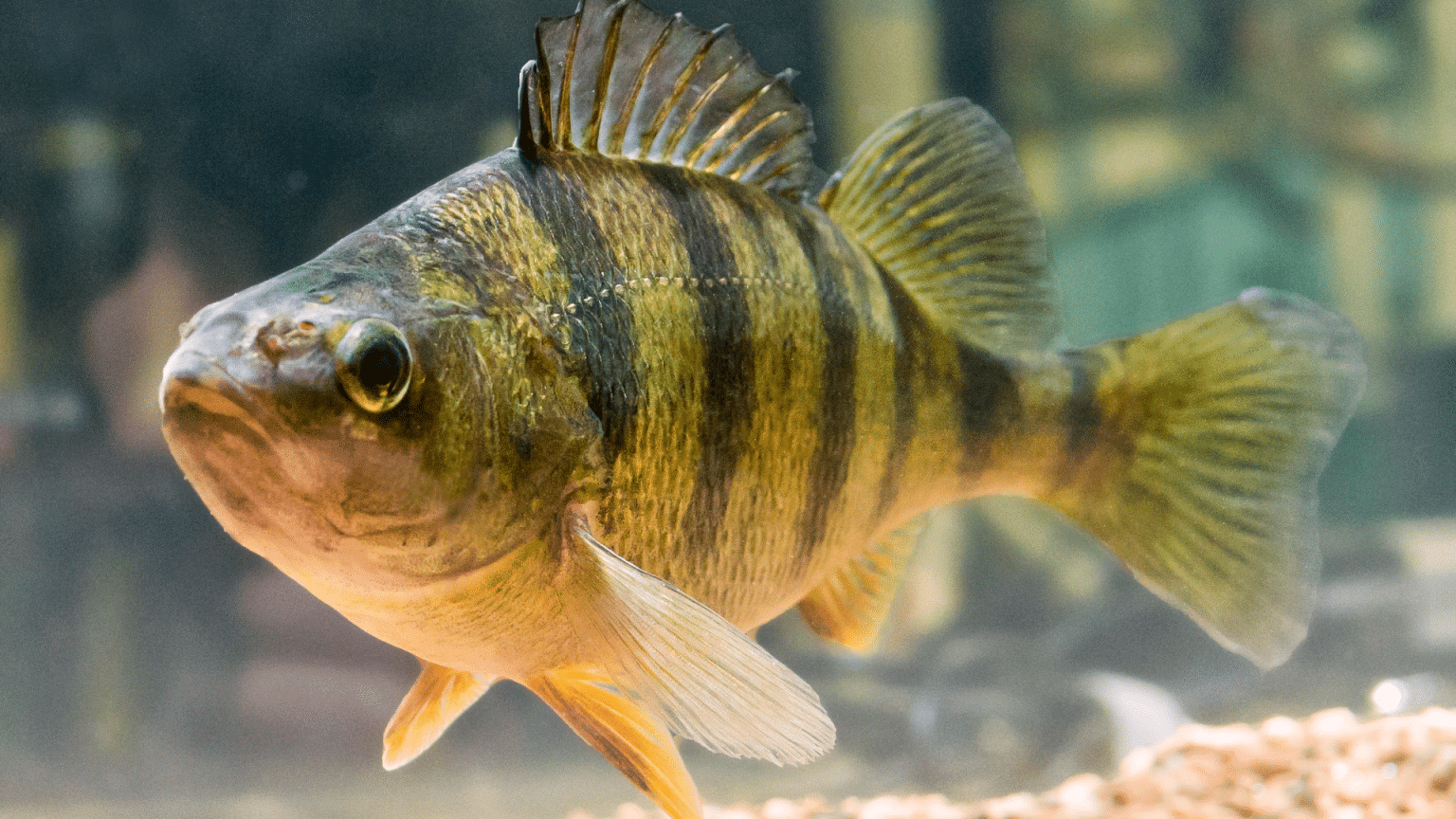 Perch Fish: Habitat, Characteristics, & Types - Gomine Official