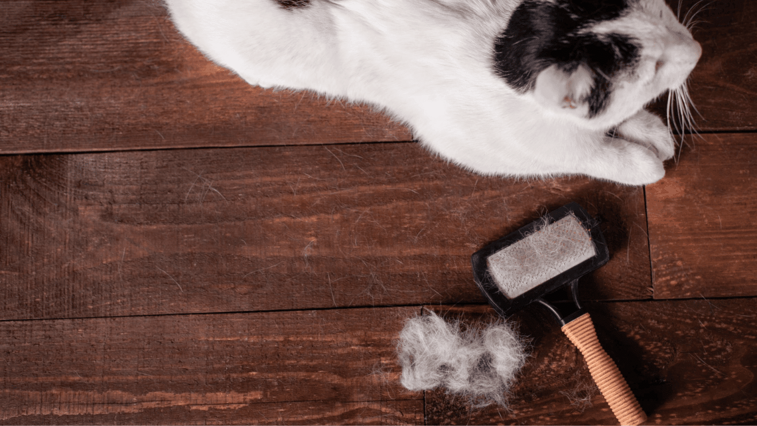 Why Is My Cat Shedding So Much? - Gomine Official
