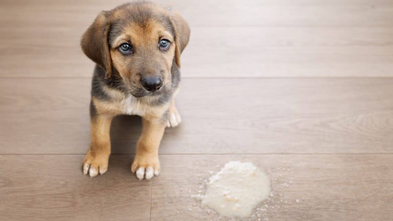 Dog Vomiting White Foam: Causes, Signs, and What to Do?